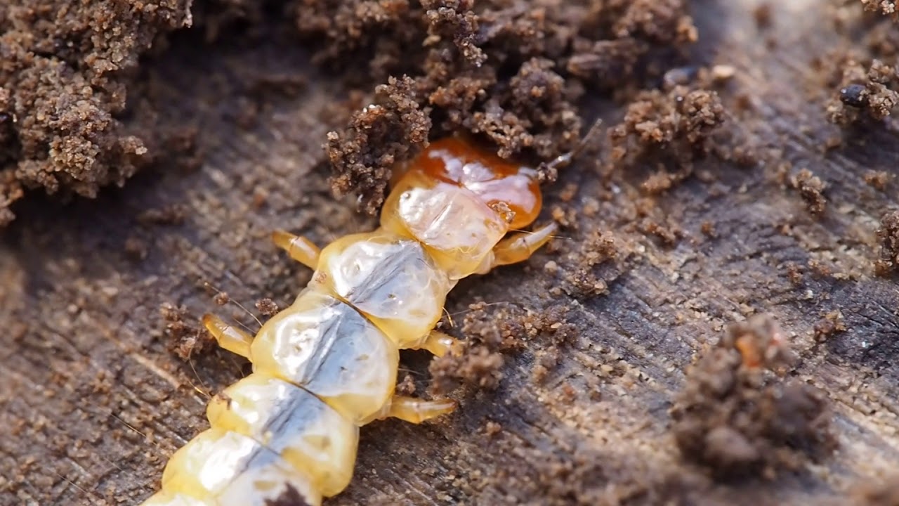 Flat bark beetle larva - YouTube