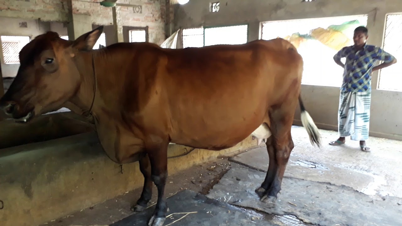 559. Mundi cow for salle post. 01884-383400--01714-843088 - YouTube