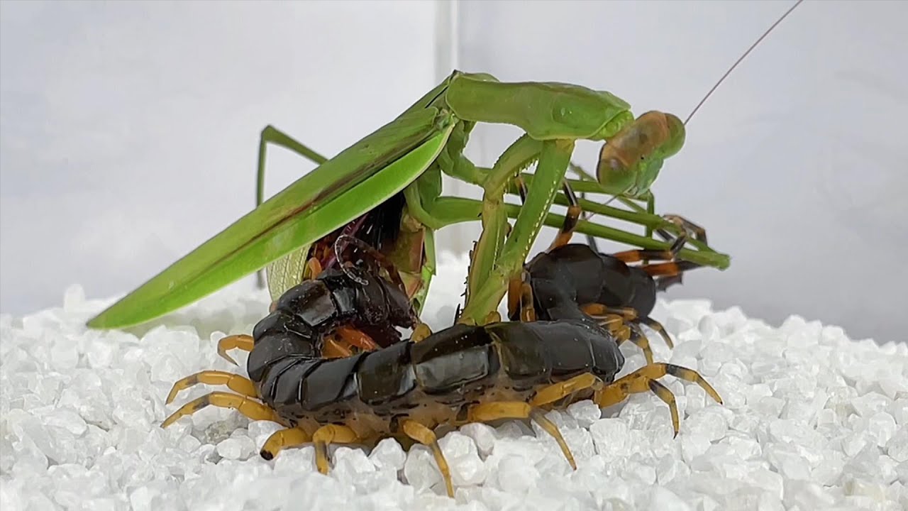 蜈蚣VS螳螂 螳螂PK蜈蚣 精彩呈现 Centipede VS Mantis,Centipede and Mantis Fight - YouTube