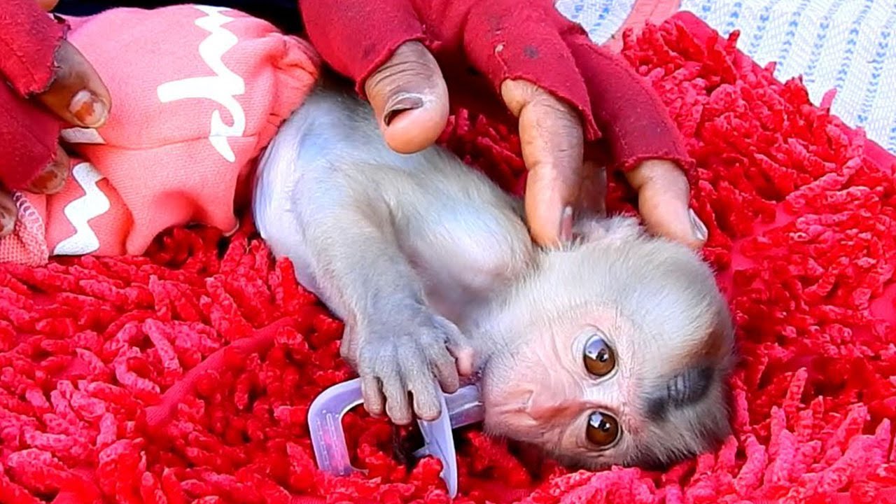 Elly sleep already so she looking and walking to find mom on the way to ...