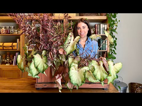 How To Over Winter Caladium Indoors As Houseplants