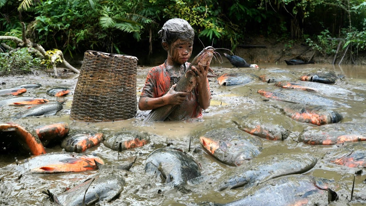How to catch fish in deep mud: The boy creates a trap and catches fish ...