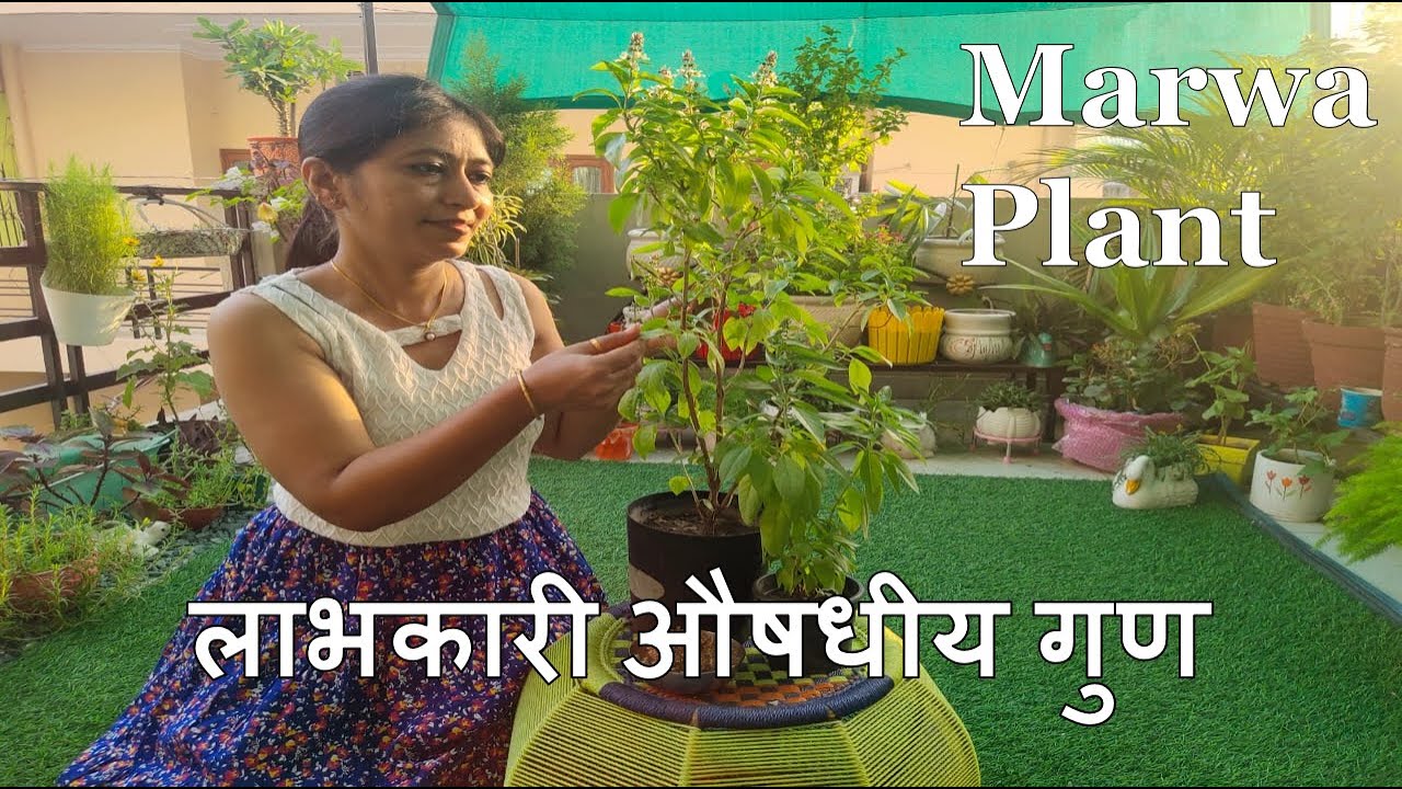 Marwa Plant For Home Medicinal Benefits || मरुवा के औषधीय गुण || Basil ...