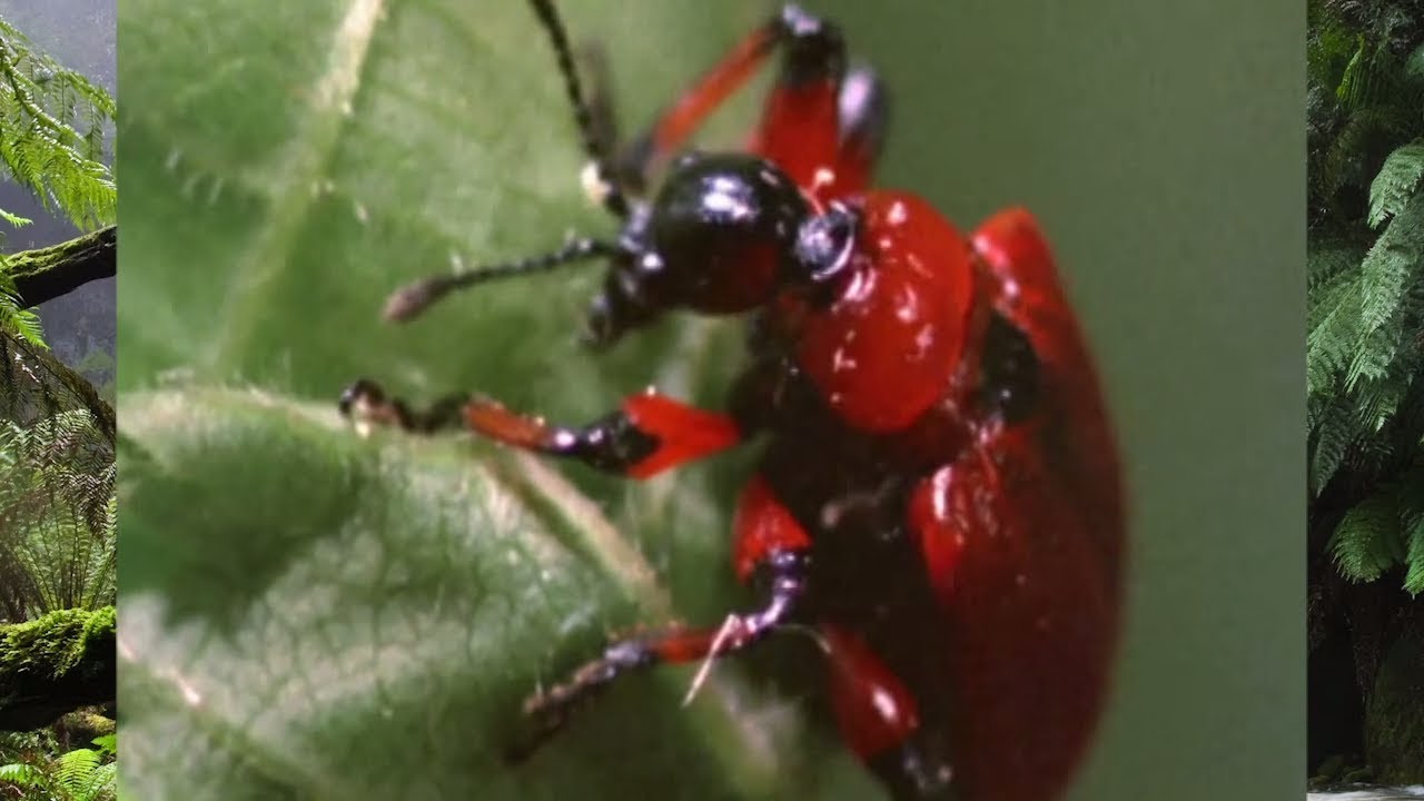 Animals Did It First - S01E02 | Amazing Nature Documentary | Natural ...