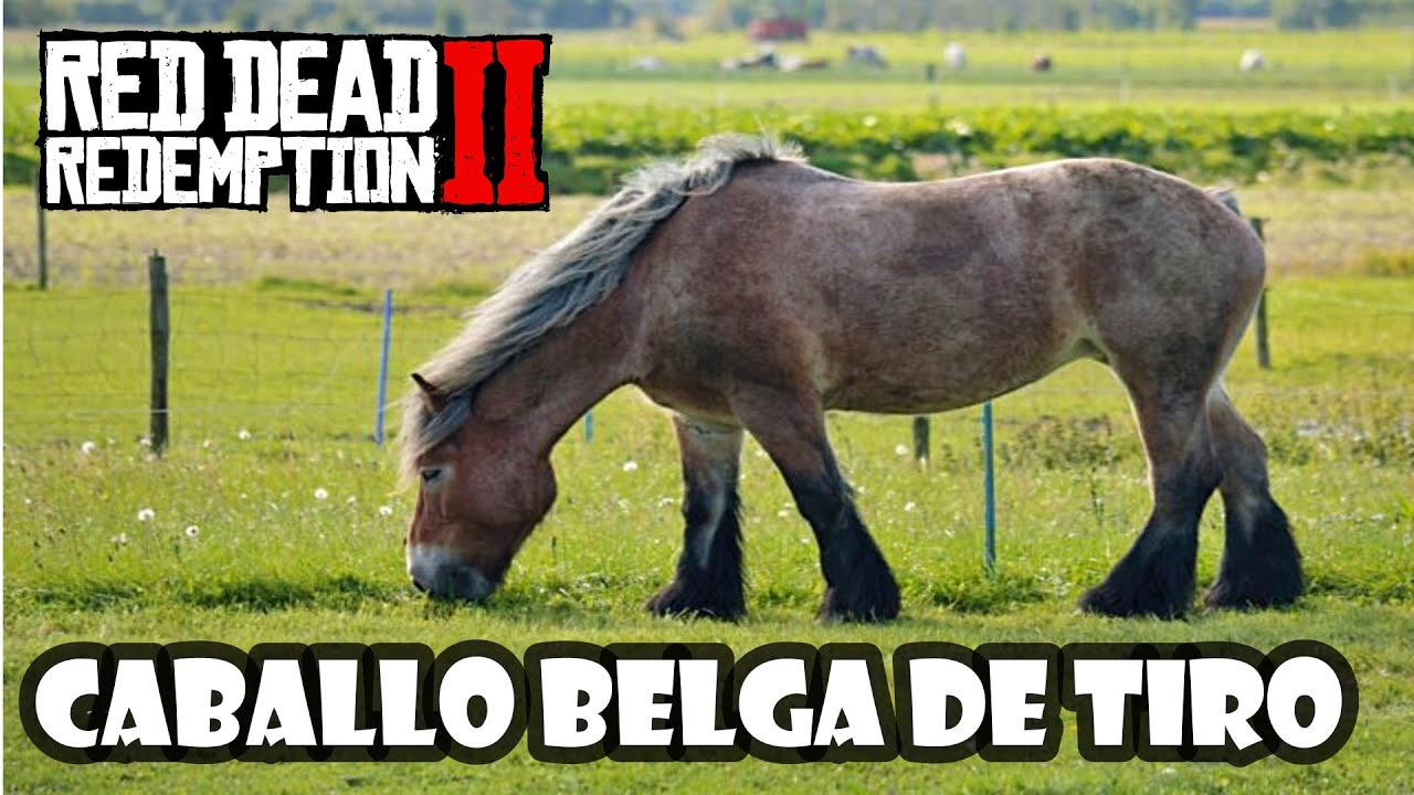 Como conseguir el CABALLO BELGA de TIRO en Red Dead Redemption 2 ️ ...