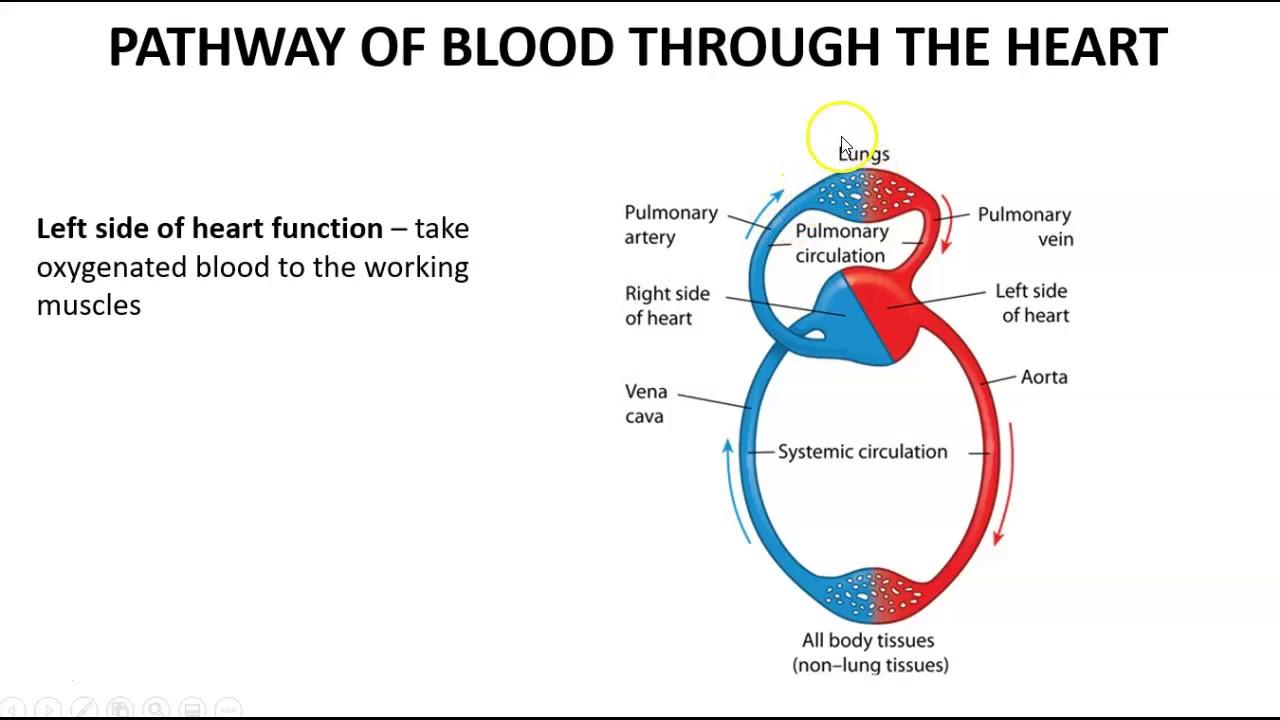 Cardiac cycle - Pre-lesson - YouTube
