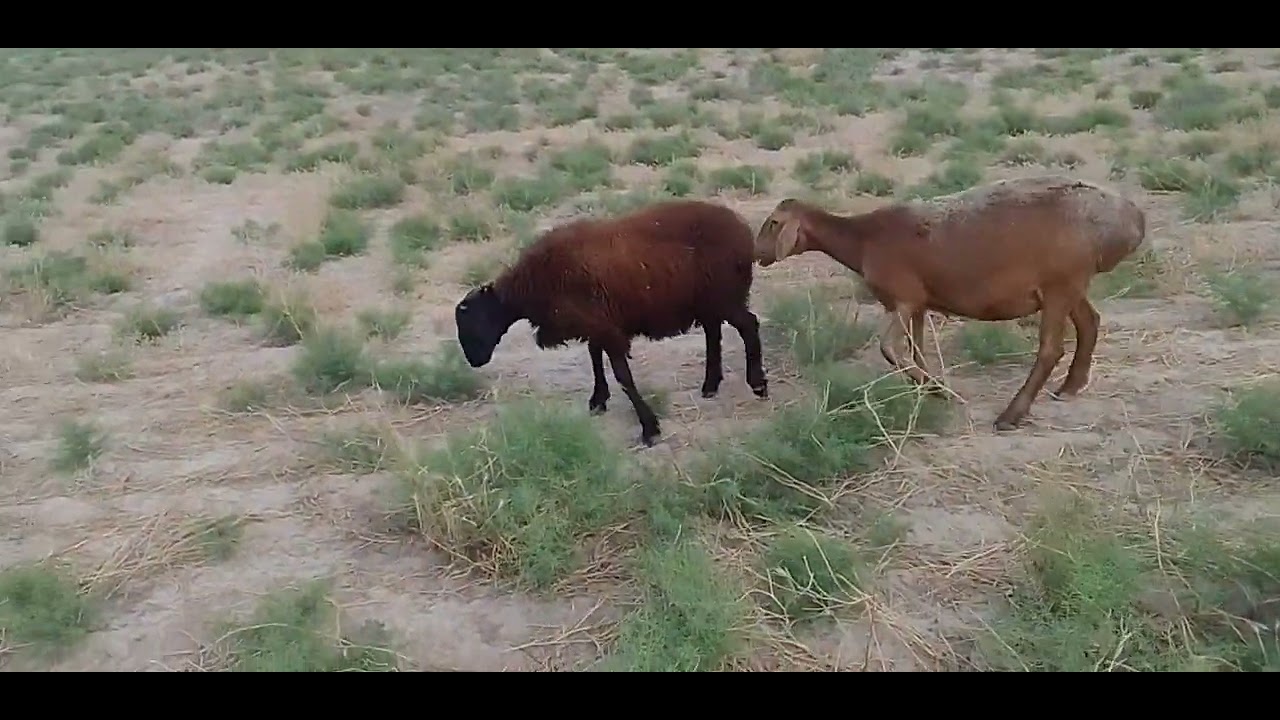 Uzbekistan, fall, sheep, goats, goats, cattle, calves are grazing in ...