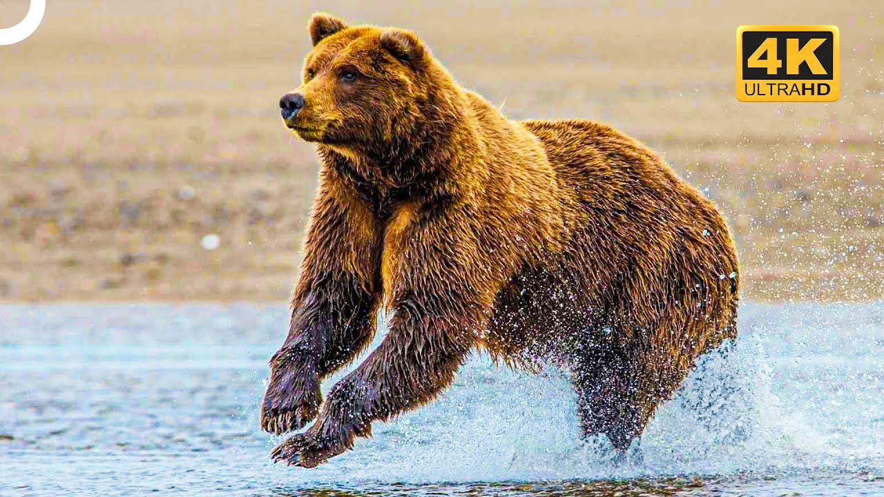 The Wild Giant of the Forest: The Bear 🐻 | 4K Animal Documentary - YouTube