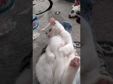 Kedi ayakta bebek gibi sallanırsa