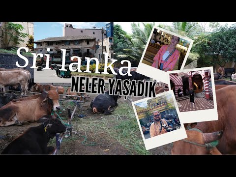 Sri Lanka'da İlk Günümüz! Kırmızı Cami ve İnek Pazarlığımız