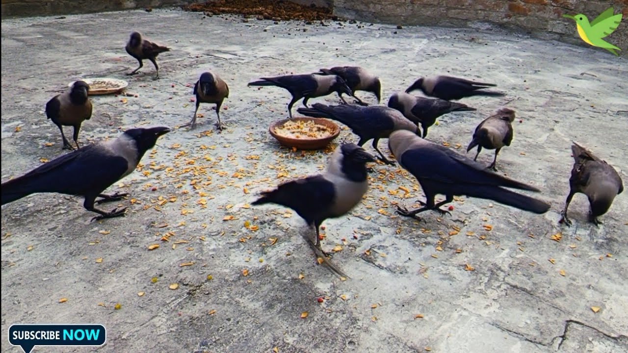 Crows Unity for Food | Crows beautiful video | Crows Sounds | Crows ...