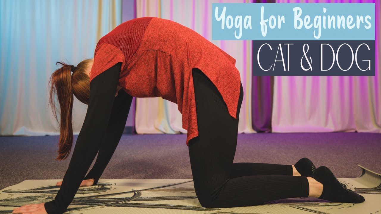 Yoga for Beginners: Cat and Dog Pose - YouTube
