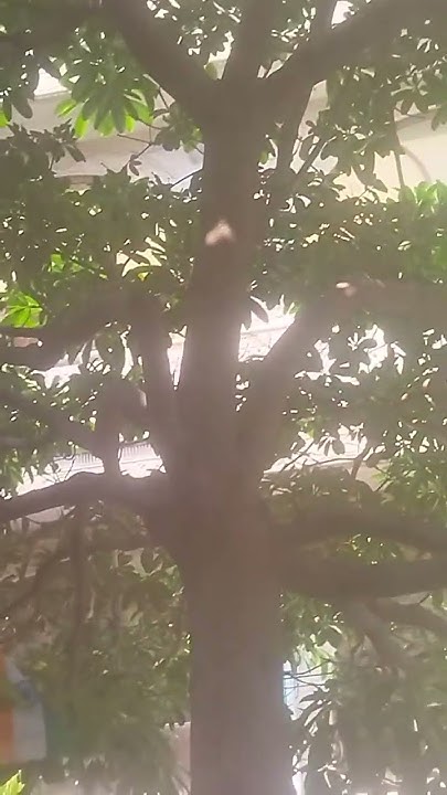 tree part 1 - YouTube