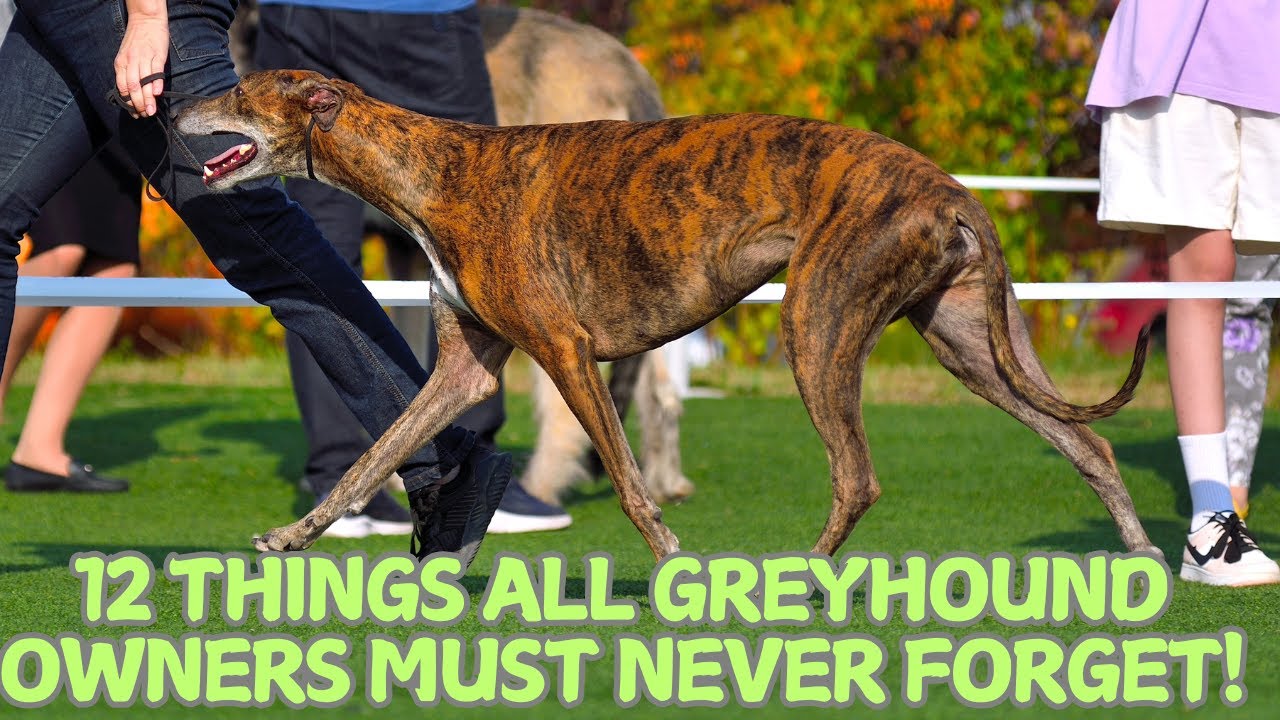 12 Things All Greyhound Owners Must Never Forget! 🐕 - YouTube