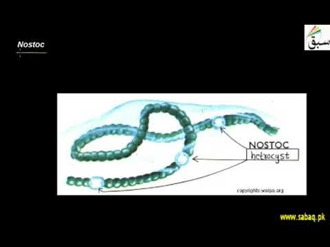 Nostoc structure and reproduction ,best animated description - YouTube