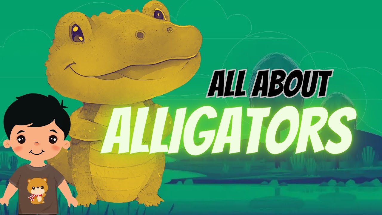 All About Alligators - learn with Bee Bee Buddies - YouTube