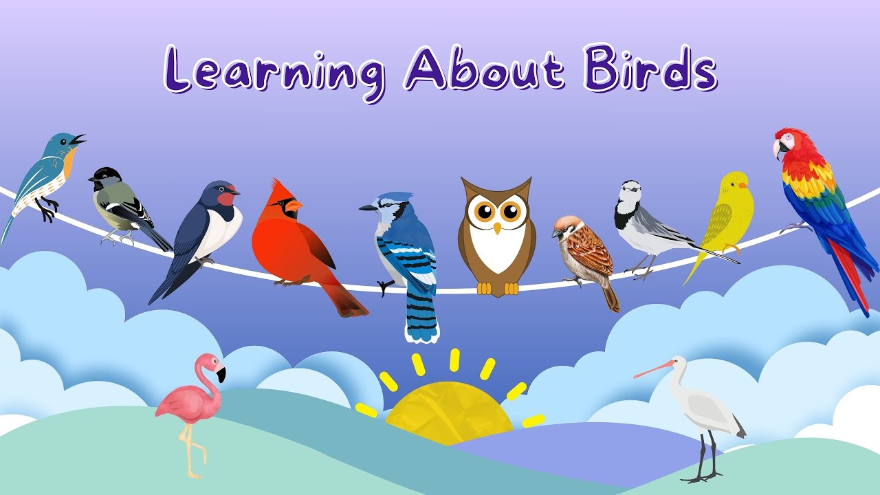 LEARNING THE BASICS: Introduction to Birds - YouTube