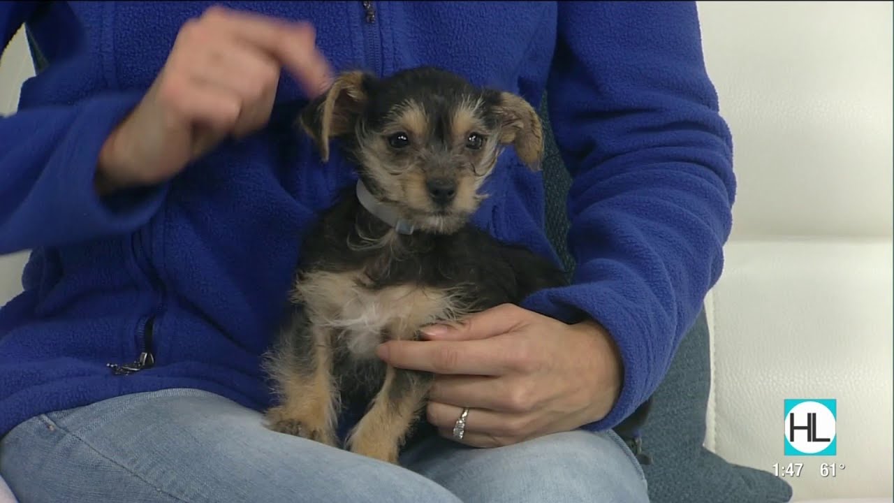 Houston SPCA's pet of the week: Eclipse | HOUSTON LIFE | KPRC 2 - YouTube