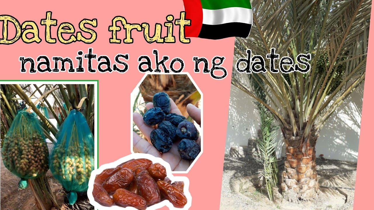 Dates fruits in UAE - YouTube