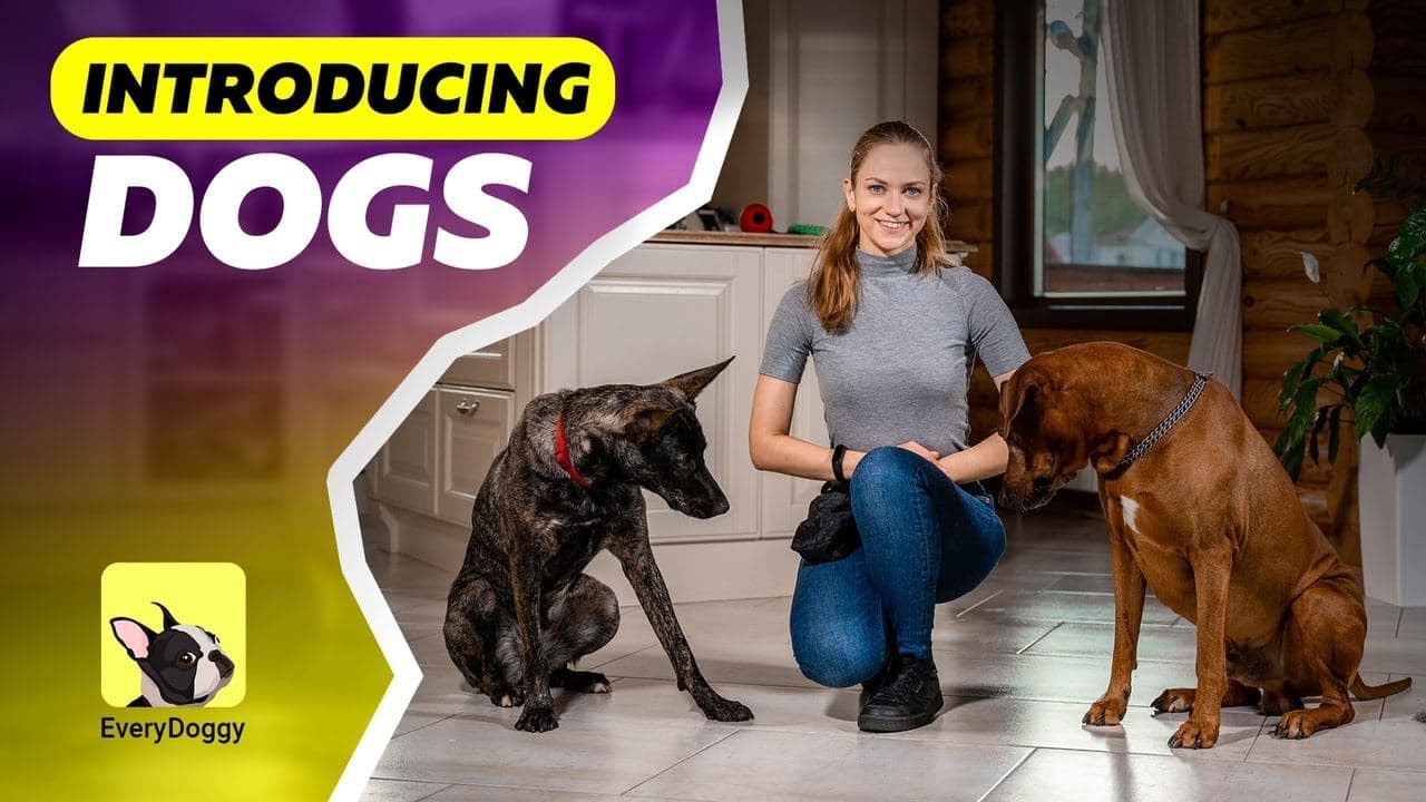 How To Introduce a New Dog Into A Family With Other Dogs | EveryDoggy ...