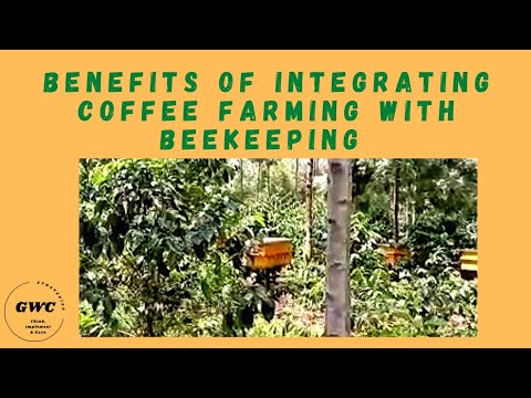 Bees and coffee : The benefits of starting beekeeping in your coffee ...