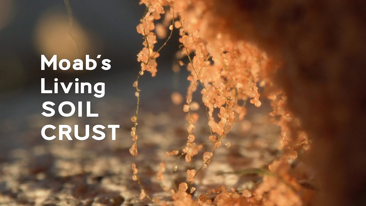 Moab Living Soil Crust - YouTube