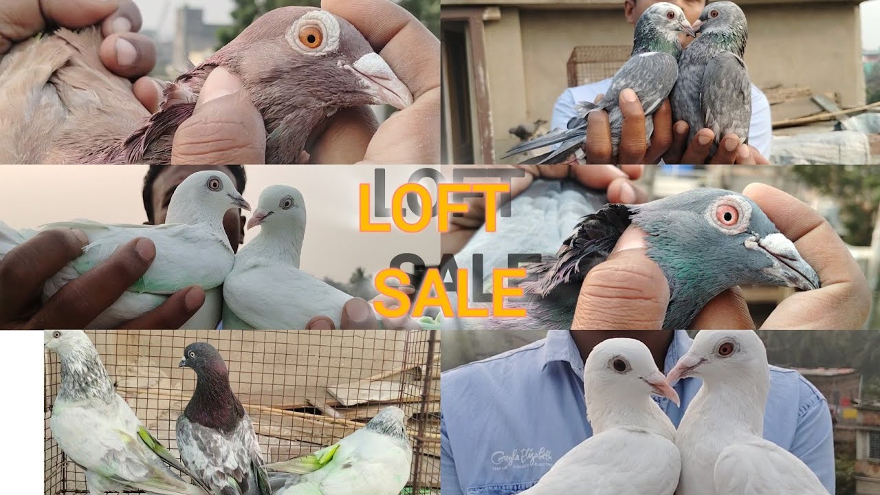 BANKRA HOWRAH PIGEON LOFT SALE 🕊️ (6289802375) - YouTube