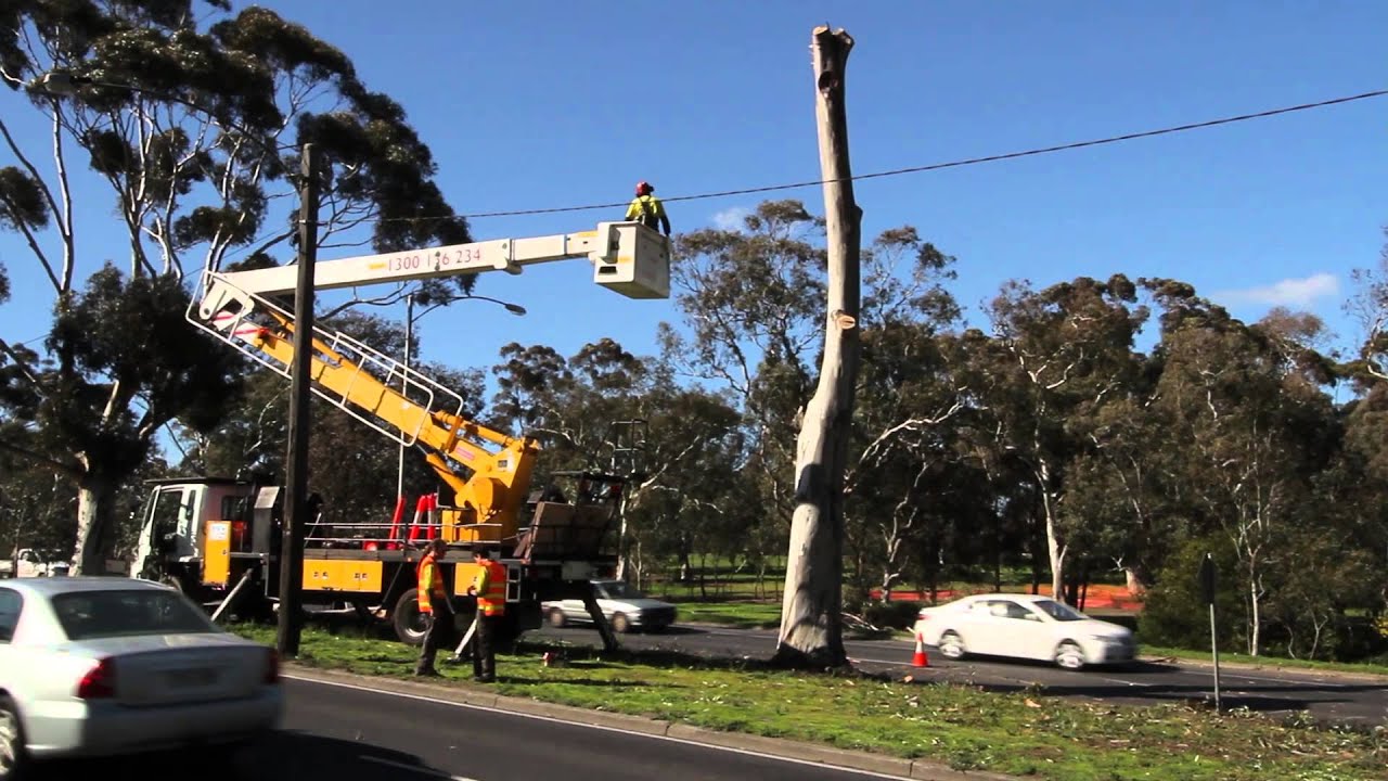Emergency Tree Works - Citywide Service Solutions - YouTube