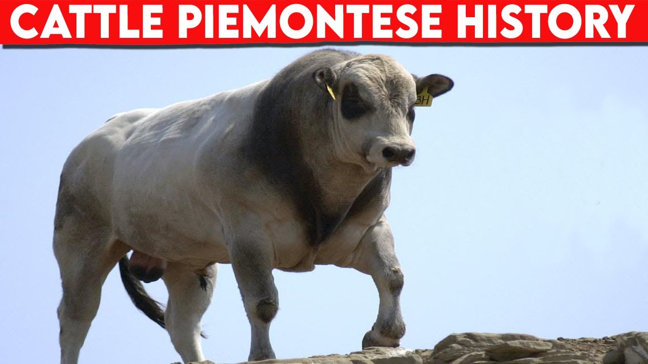 ⭕ Cattle Breeds PIEMONTESE History Cattle PIEMONTESE / Bulls PIEMONTESE ...