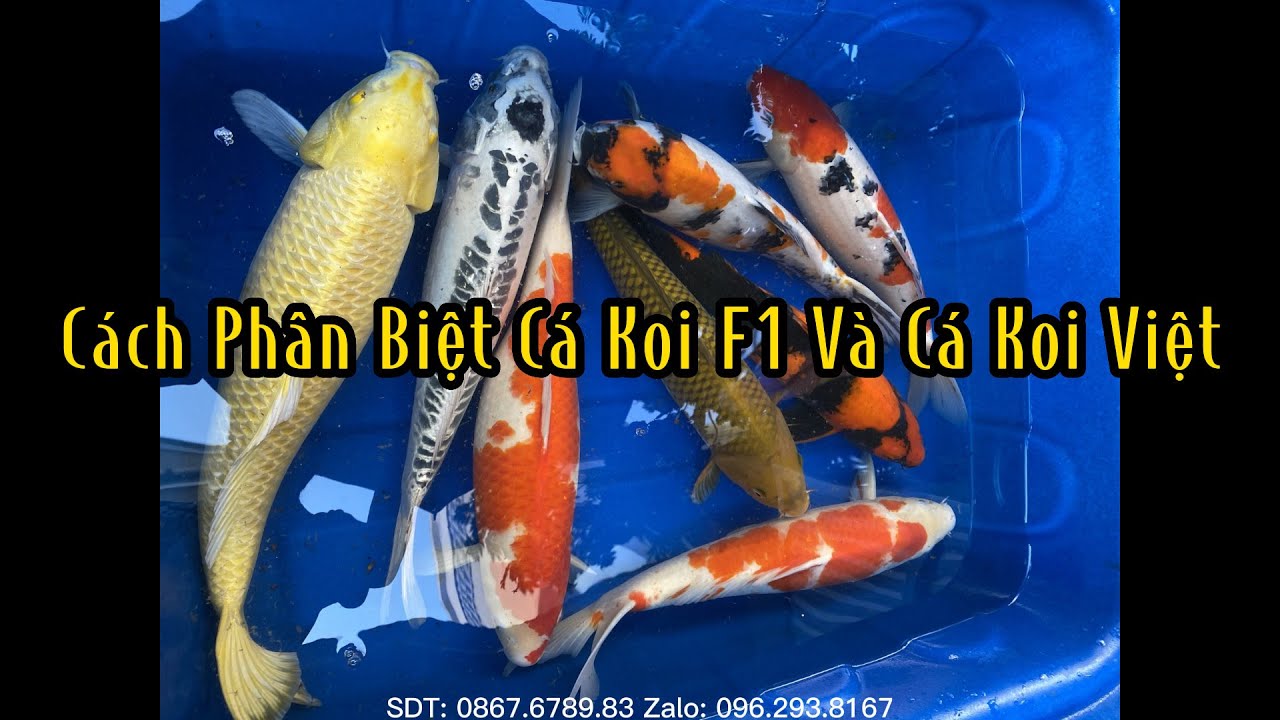 Cách Phân Biệt Cá Koi F1 Và Cá Koi Việt Cho Người Mới Chơi - YouTube