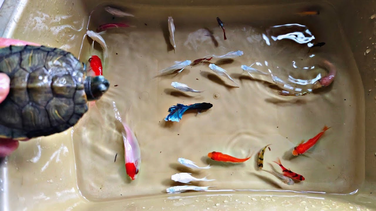 Menemukan banyak Ikan hias, molly slayer, glofish, ikan guppy, koi, mas ...
