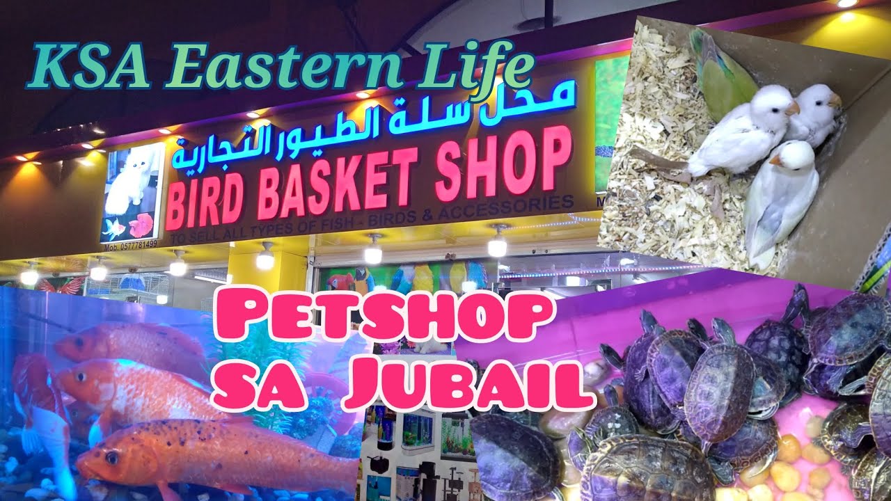 Petshop sa Jubail | #petshop #petlover #aquarium #birds #fish # ...