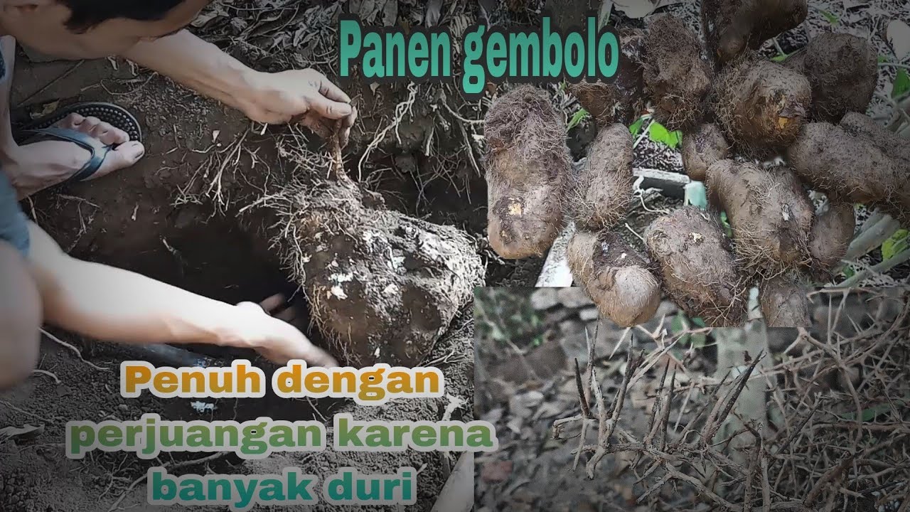 Panen umbi gembolo penuh perjuangan besar - YouTube