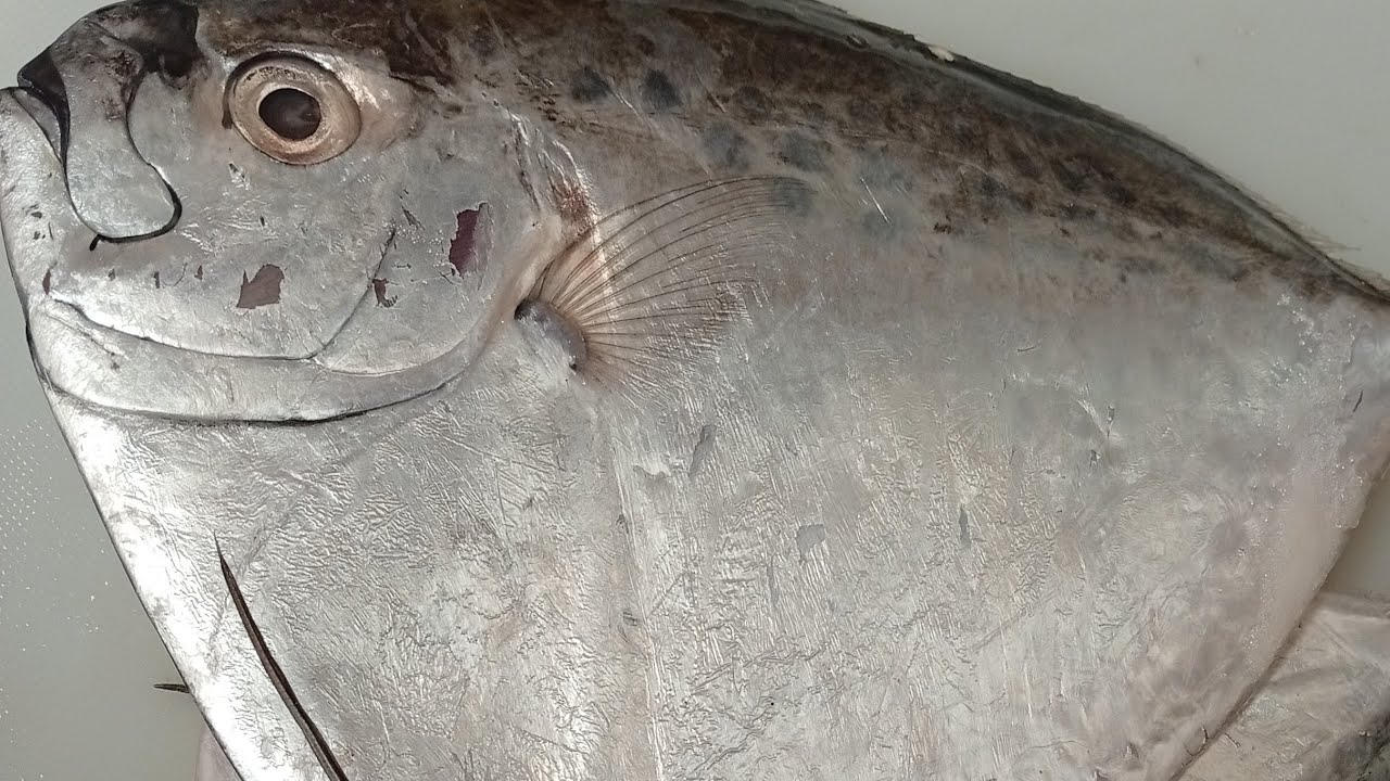 CLEANING SILVER BELLY FISH 🐟 - YouTube