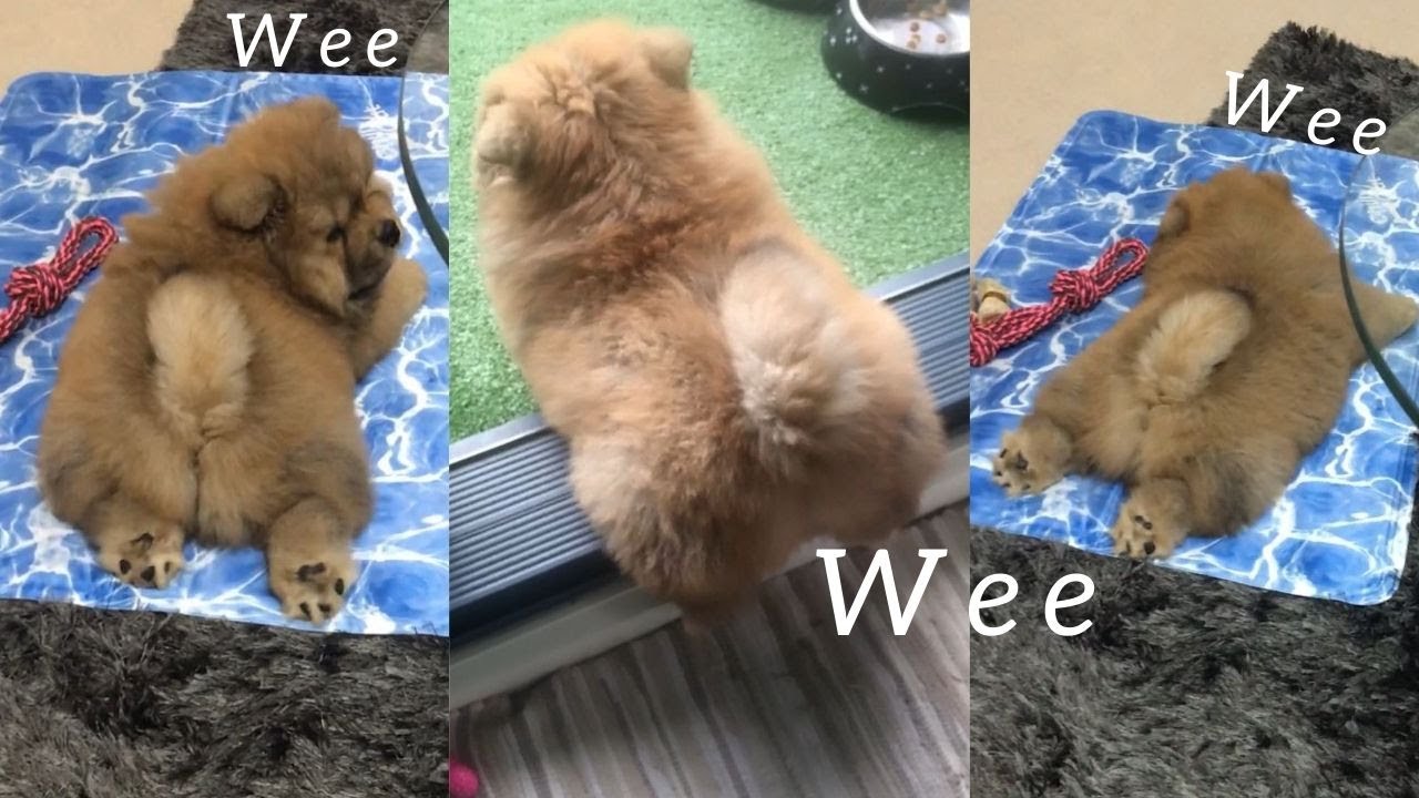 Chow Chow Meme