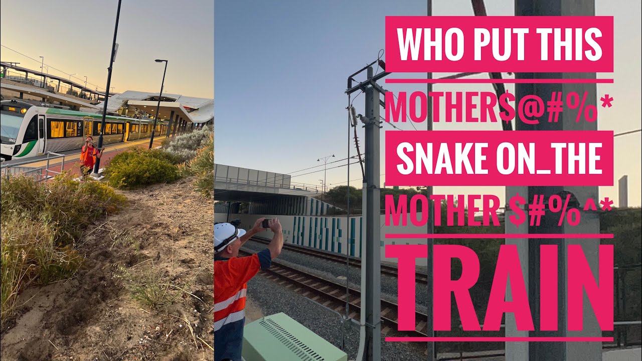 Snake on the train line (Perth Australia) - YouTube