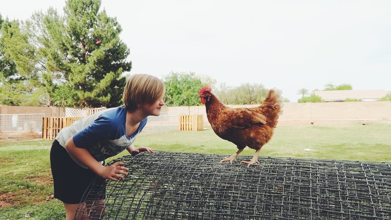 Chicken Schemes & Pond Dreams - YouTube