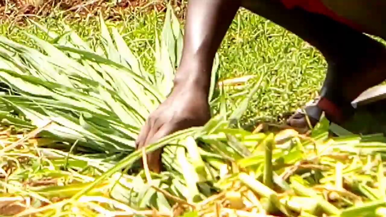 How to cut napier grass - YouTube