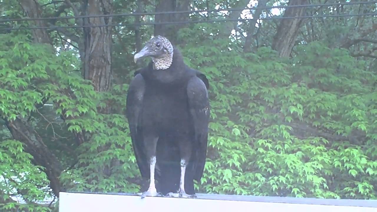 Big ass vulture outside my window - YouTube