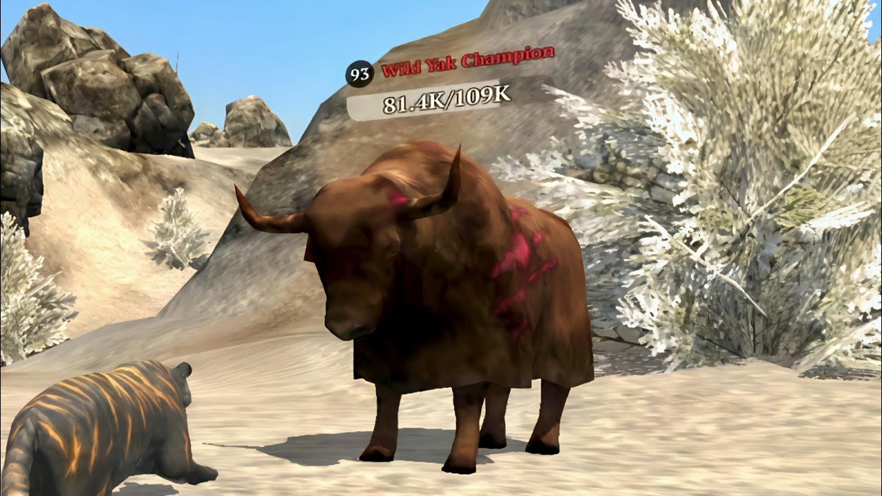 The Tiger - Wild Yak Champion 🏆 - YouTube