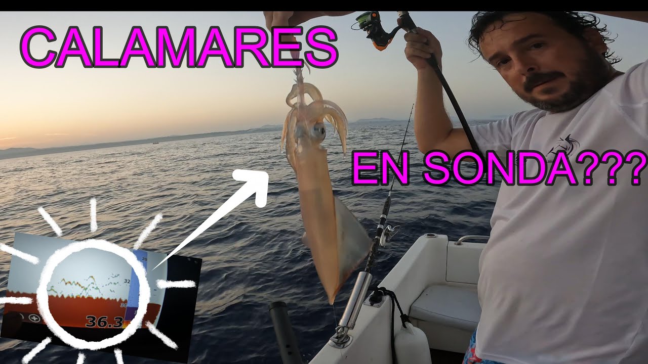 CALAMARES, logramos verlos en la SONDA - YouTube