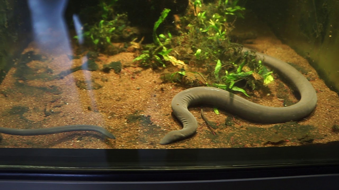 Typhlonectes natans - YouTube