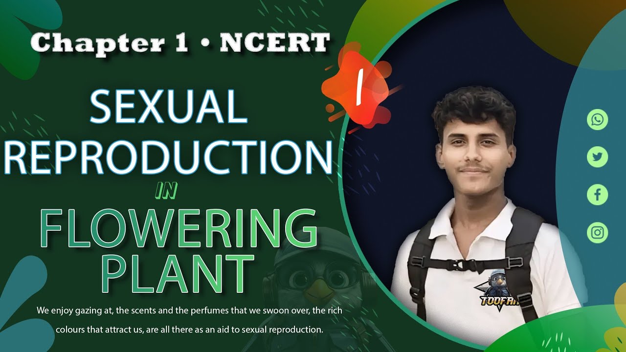 Pre Fertilization Events & Stamen • Sexual Reproduction In flowering Plants • Class 12 NCERT ...