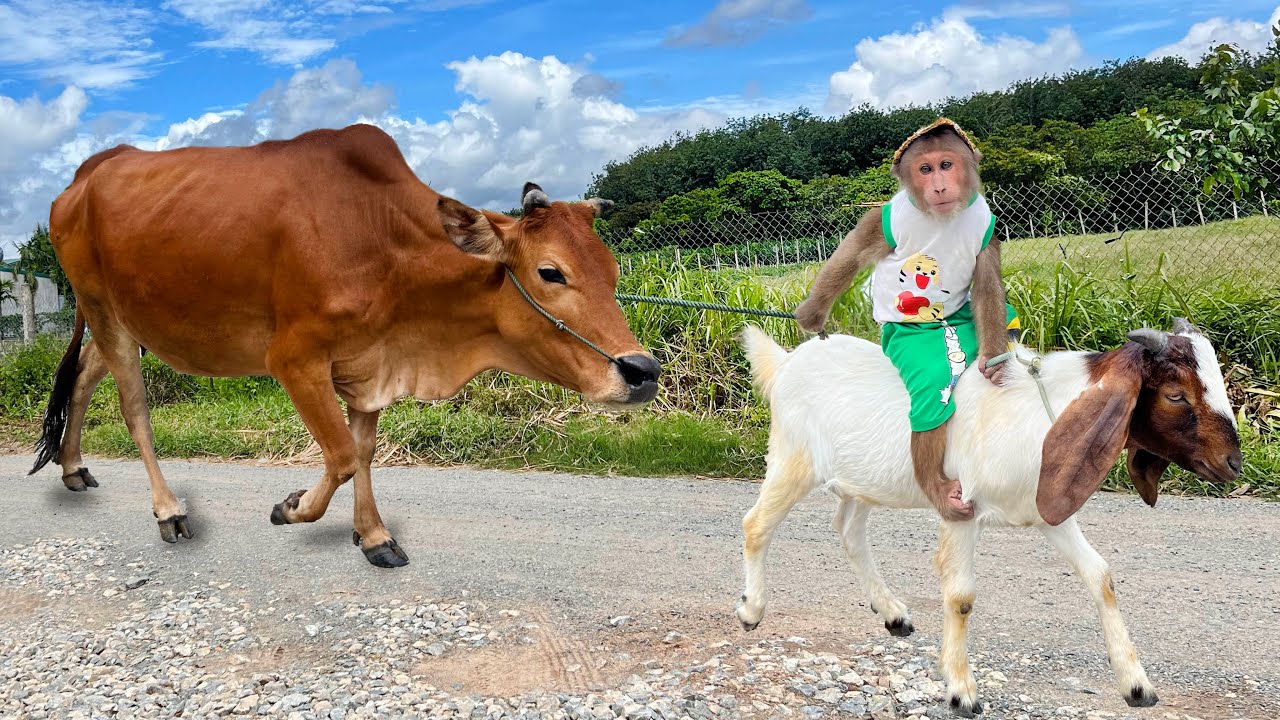 Super Smart! Enlist CUTIS Rides Goat Go Herding Cows - YouTube
