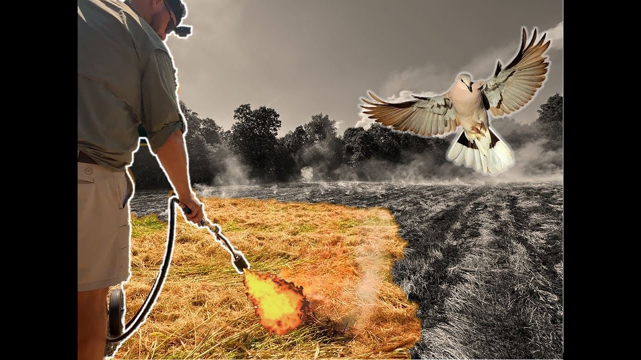 Let it Burn! | Burning a MILLET FIELD for Dove Hunting - YouTube