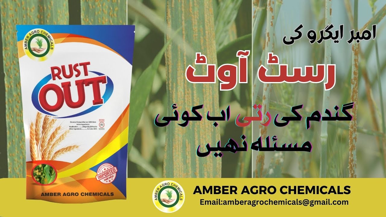 How to control Rust in wheat crop | Best product that control Rust in ...
