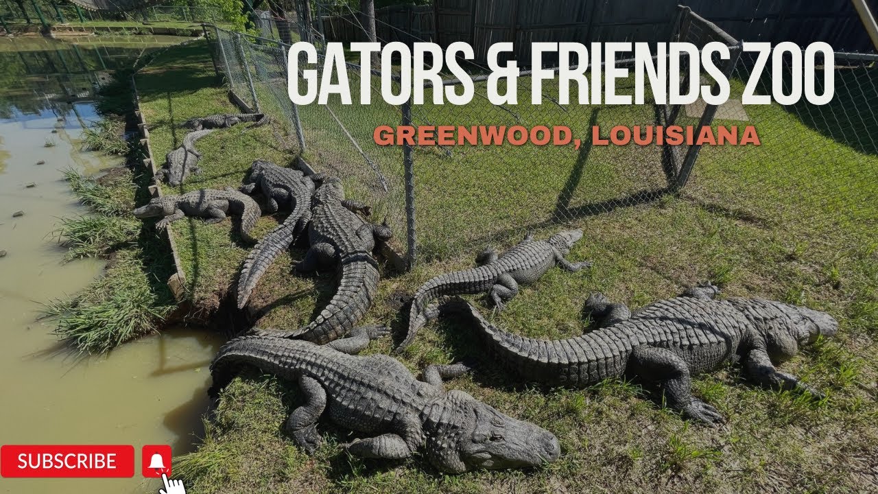 Gators and Friends Zoo - YouTube
