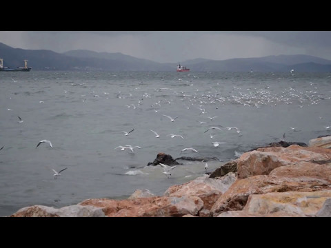 Bandırma sahili Martılar ve Yaşam