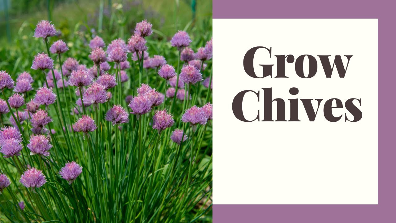 How to Grow Chives: Easy Tips for Fresh Flavor All Season! - YouTube