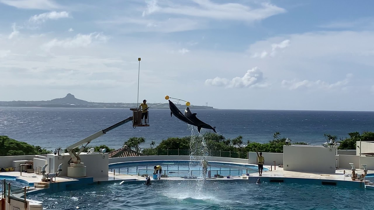 Okinawa Churaumi Aquarium Dolphin Show - YouTube